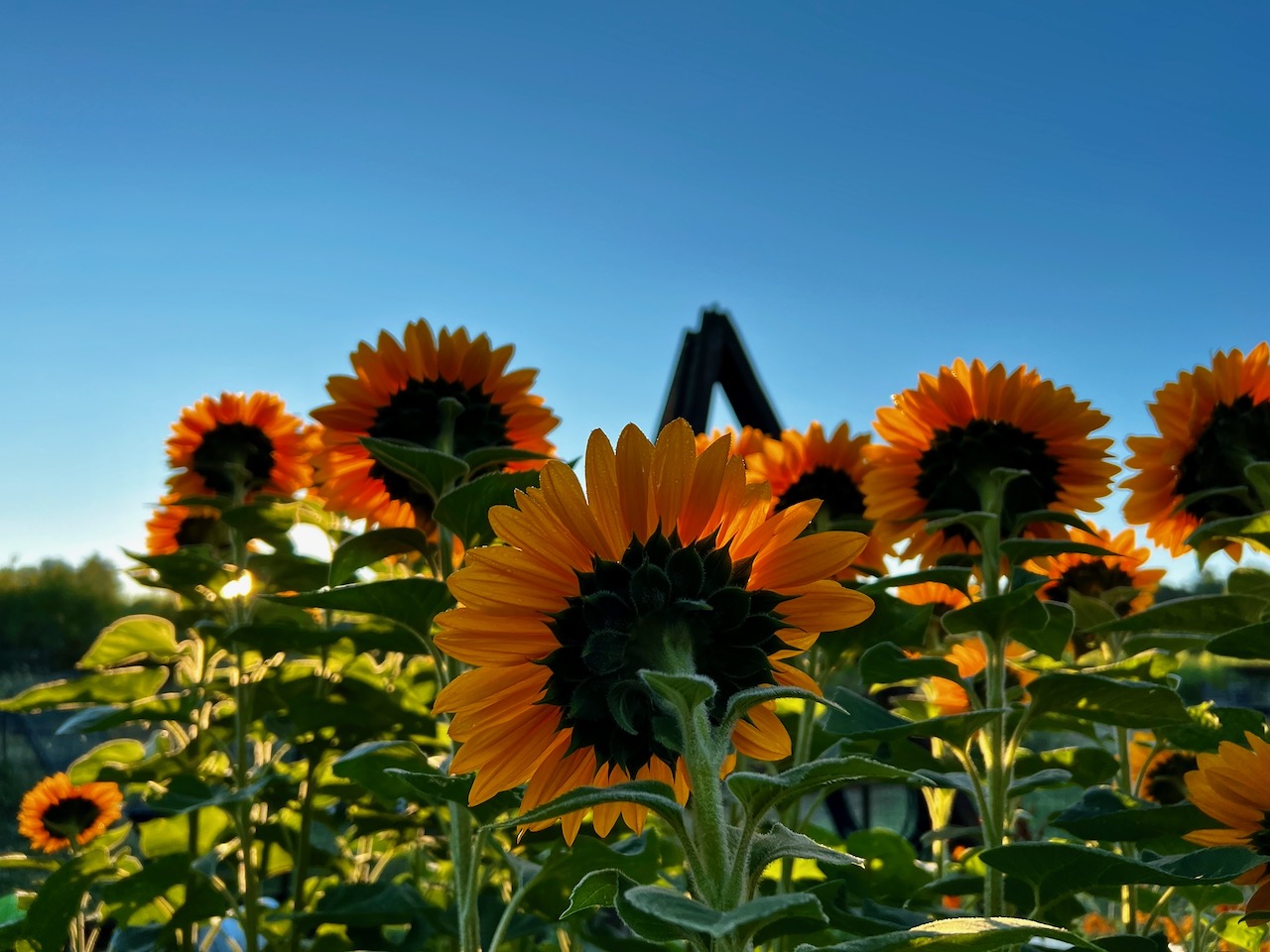 Sunflower Festival at Hollis Hills Farm | Freedom's Way National ...